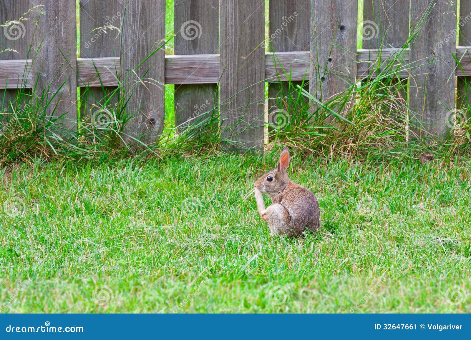 Rabbit in the grass stock image. Image of nature, green - 32647661
