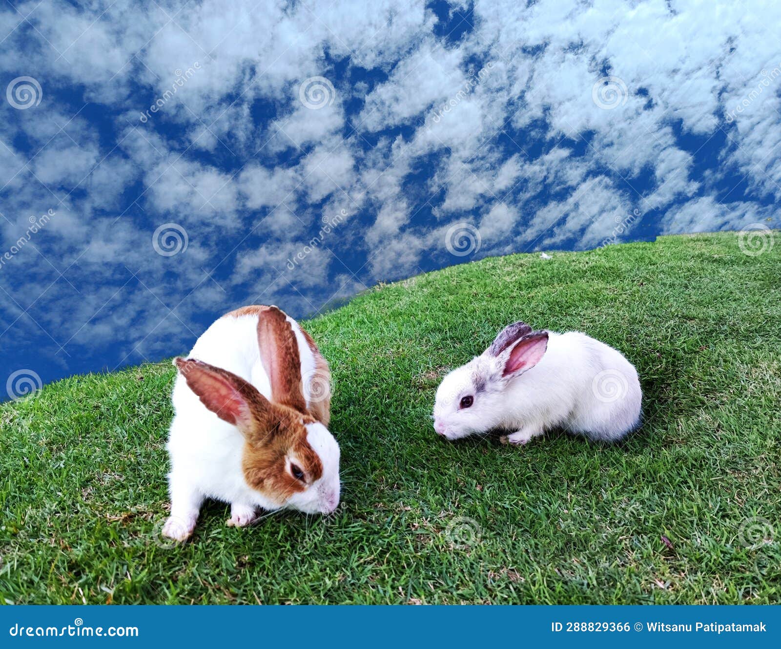 Rabbit on the Grass. Sky and Cloud Background Stock Photo - Image of ...