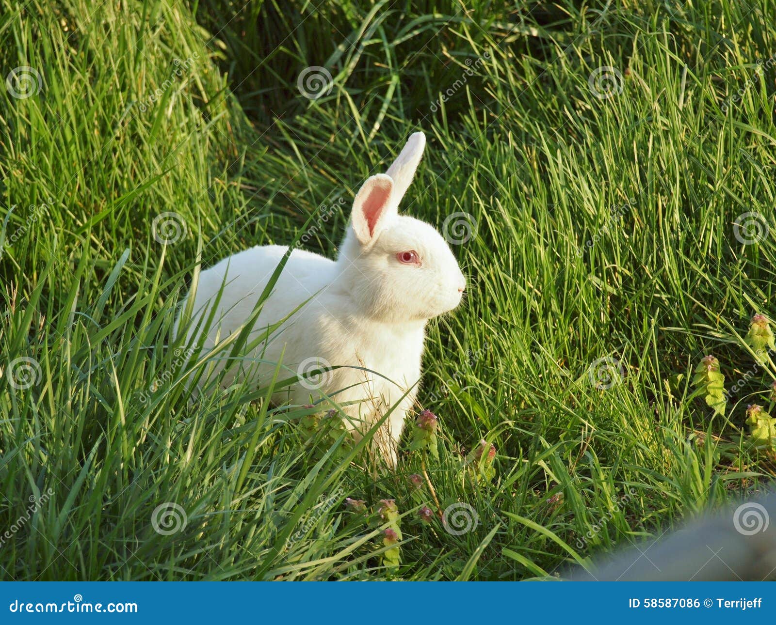 Rabbit in the grass stock photo. Image of fauna, long - 58587086