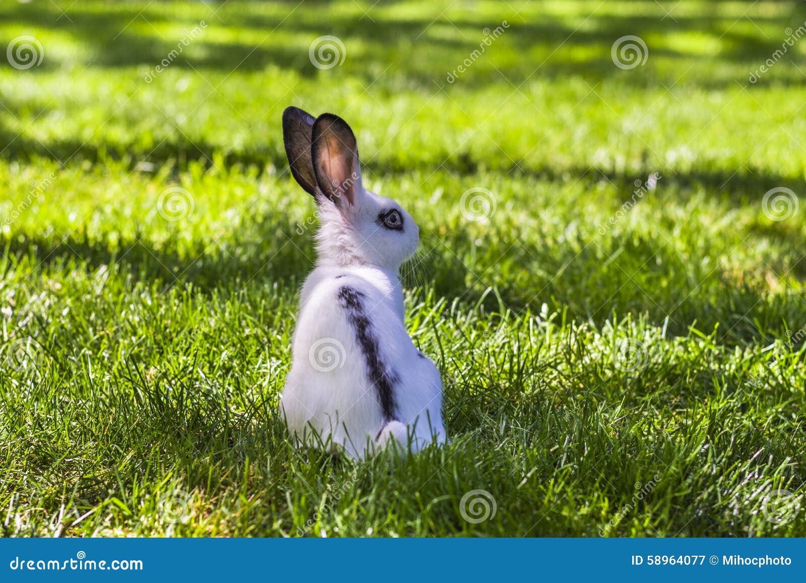 Rabbit on grass stock image. Image of rabbit, fauna, adorable - 58964077