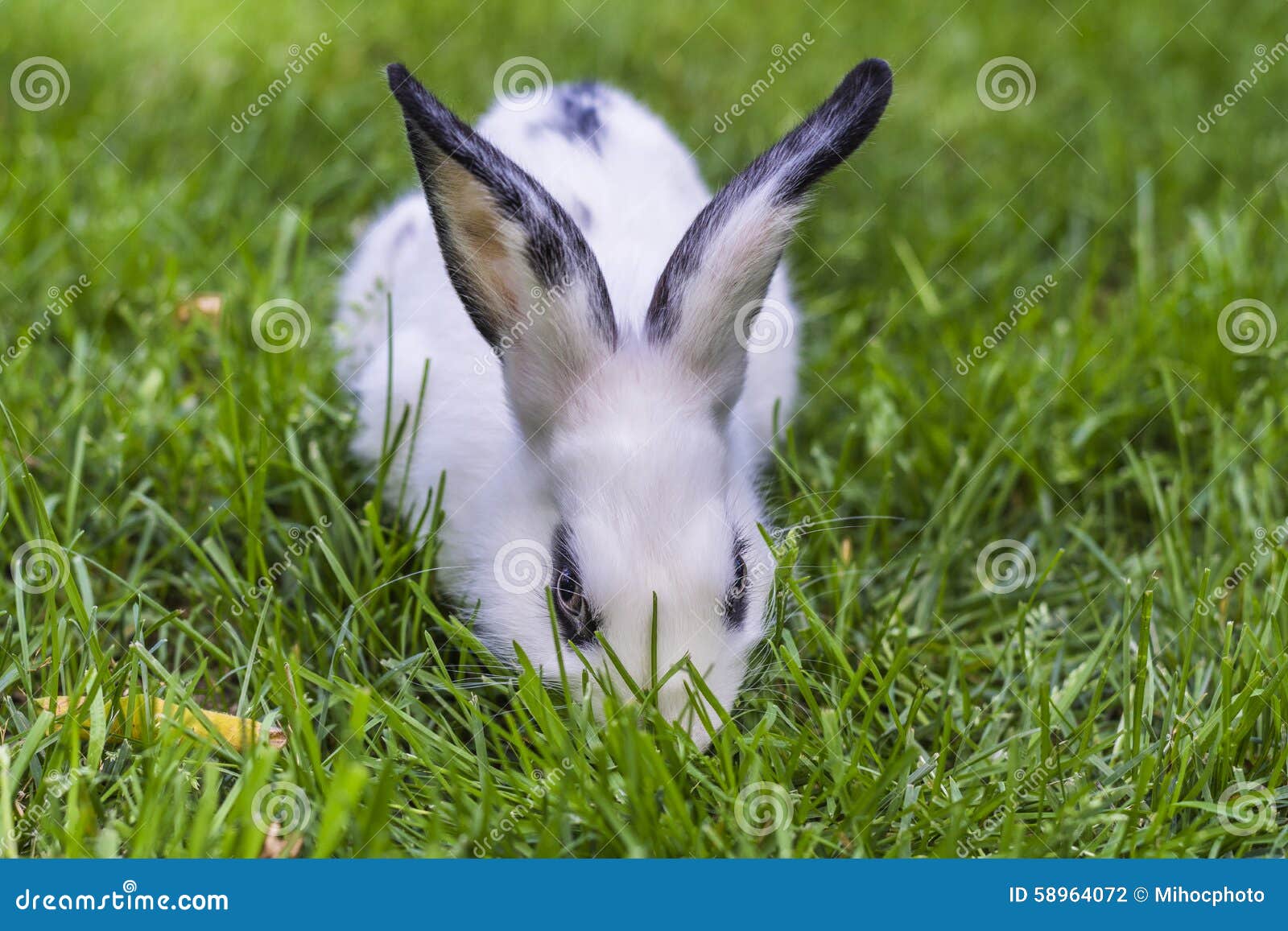 Bunny on grass stock photo. Image of baby, cute, meadow - 58964072