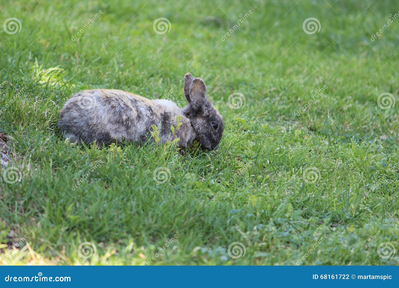 Rabbit on grass stock photo. Image of animal, nature - 68161722