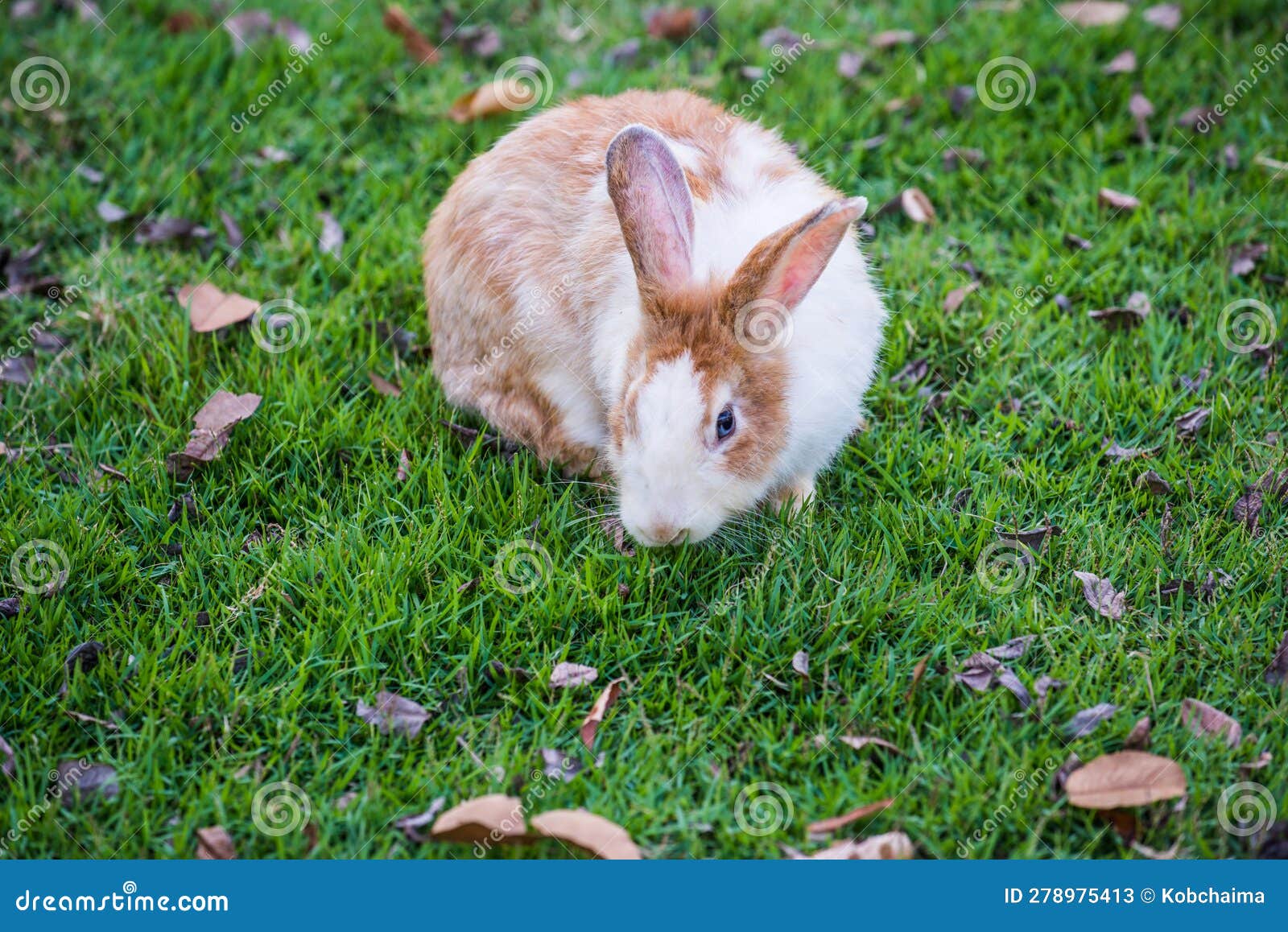 Rabbit on grass yard stock image. Image of farm, garden - 278975413