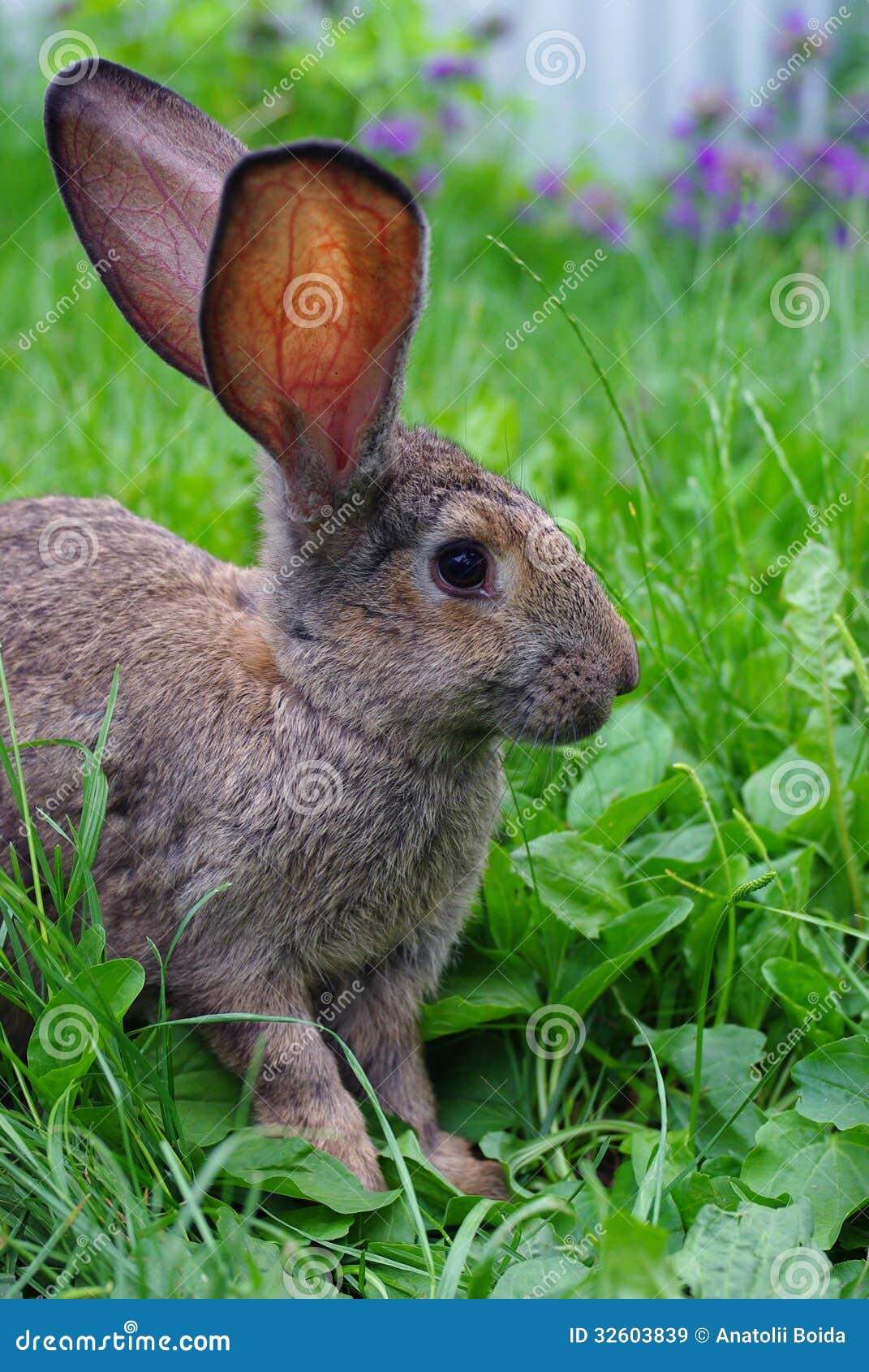 A rabbit is in a grass stock image. Image of ears, eyes - 32603839
