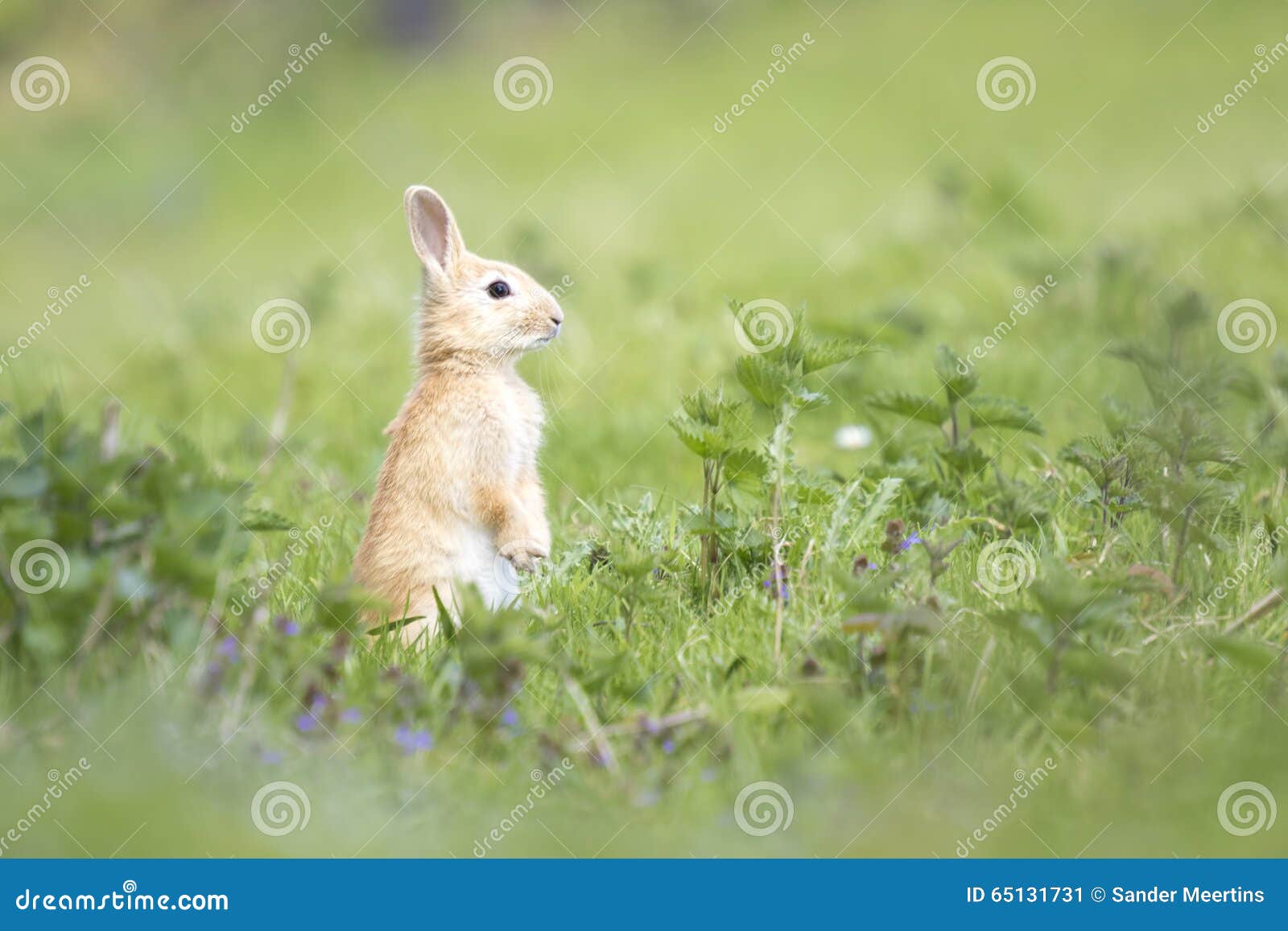 Rabbit on grassland stock image. Image of adorable, rabbit - 65131731
