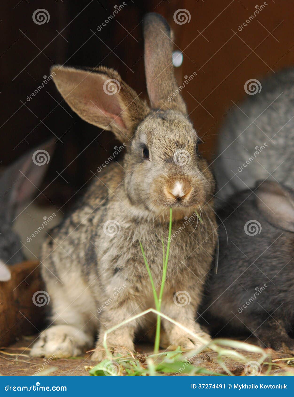 Rabbit stock image. Image of fluffy, mammal, animals - 37274491
