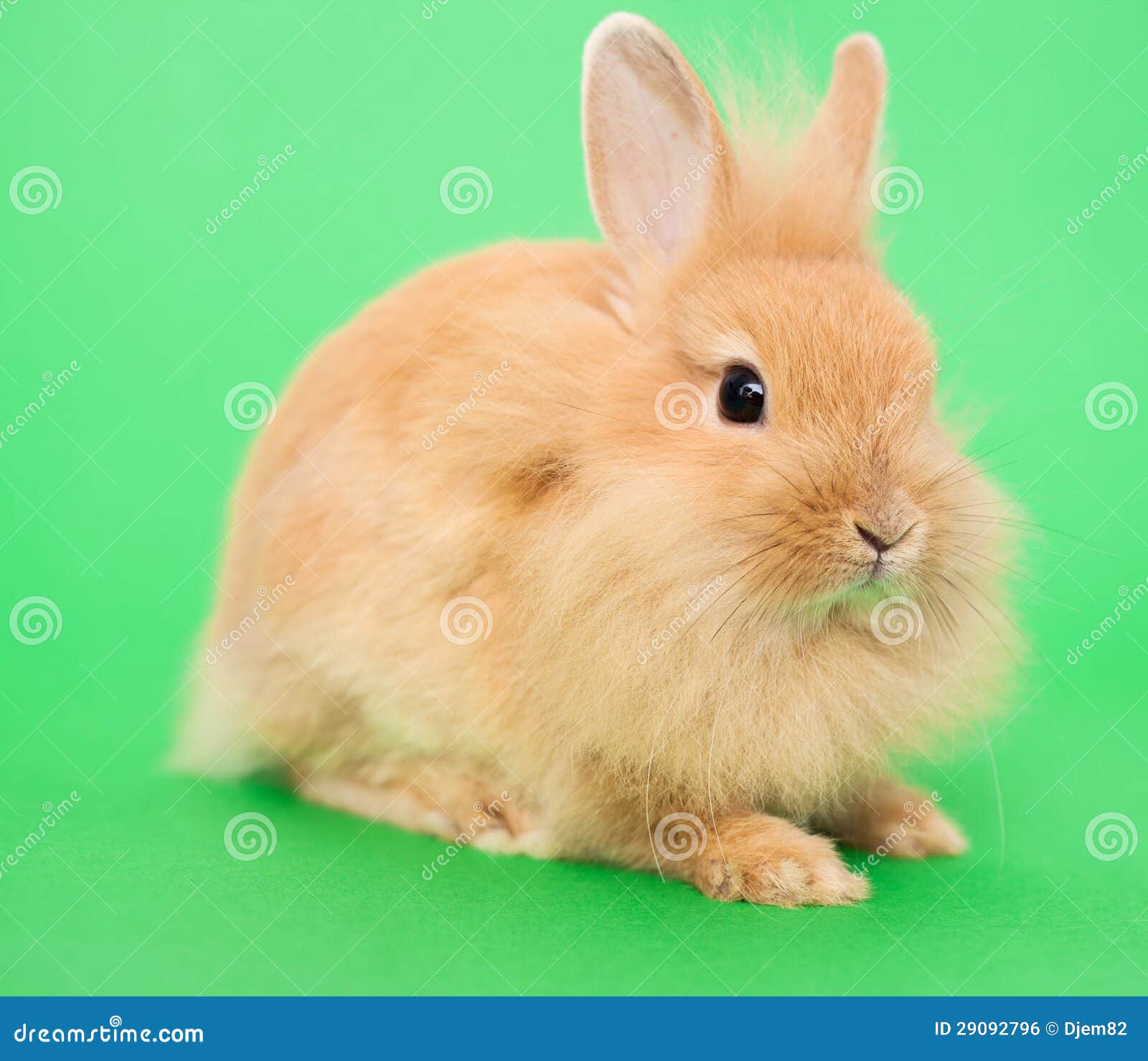 Rabbit on Green stock photo. Image of mammal, background - 29092796