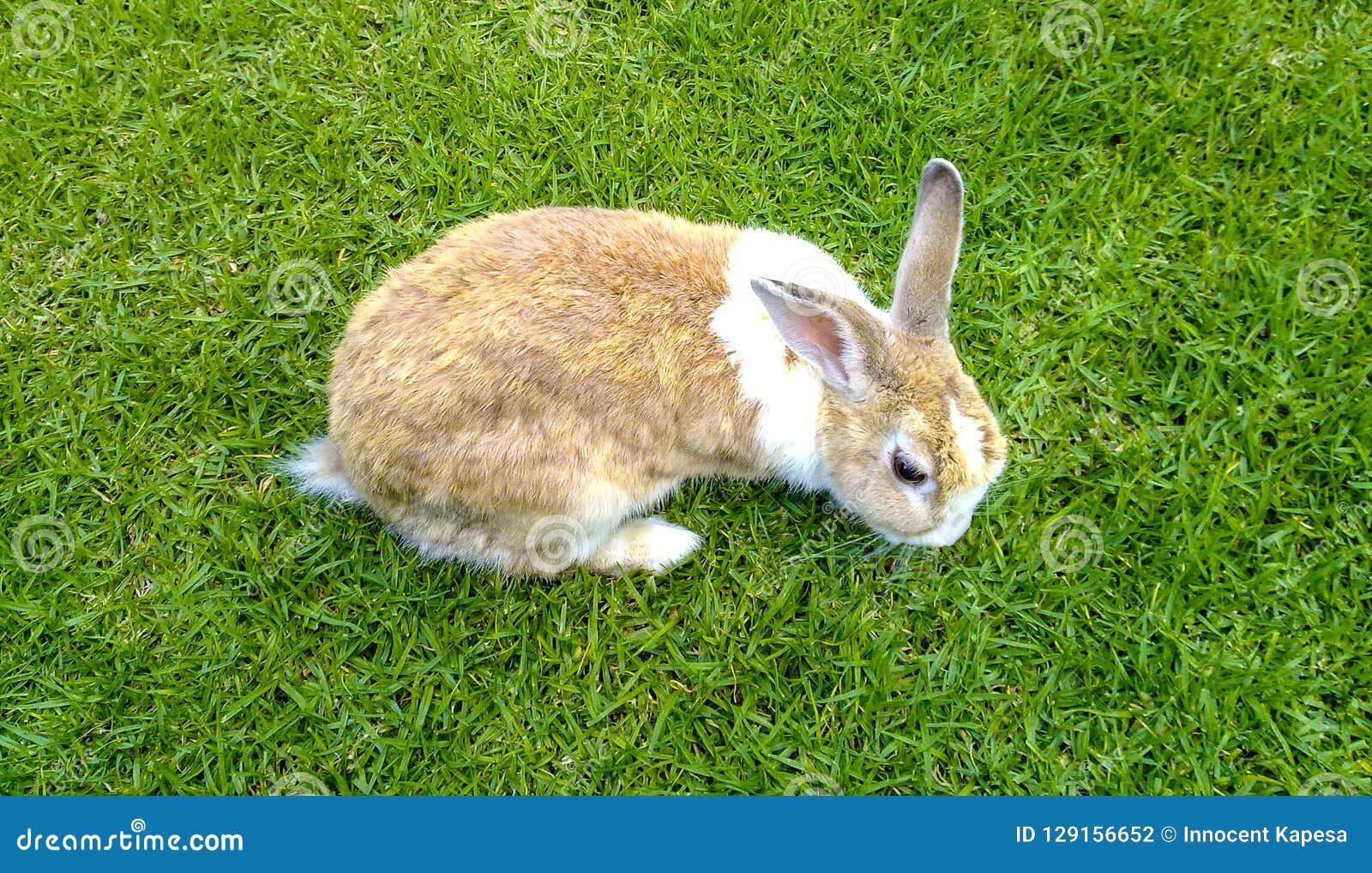 Rabbit on the Green stock photo. Image of zimbabwean - 129156652