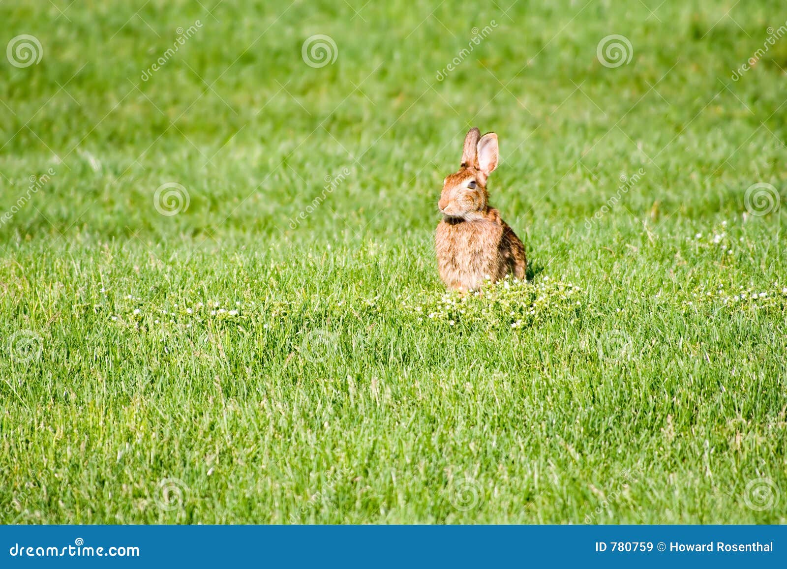Rabbit in green field stock image. Image of mammal, legs - 780759