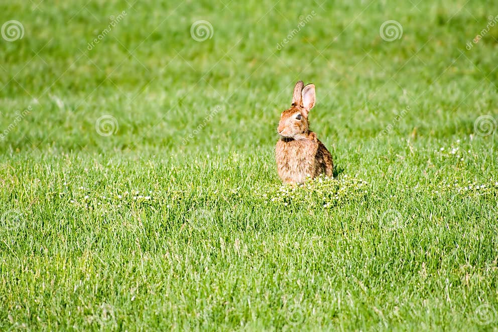 Rabbit in green field stock image. Image of mammal, legs - 780759