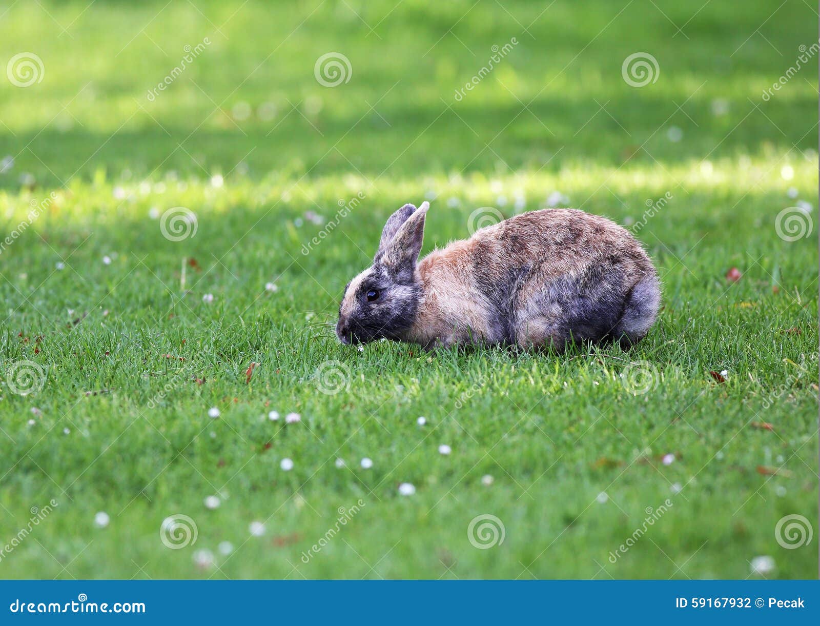 Rabbit stock photo. Image of green, rabbit, garden, nature - 59167932