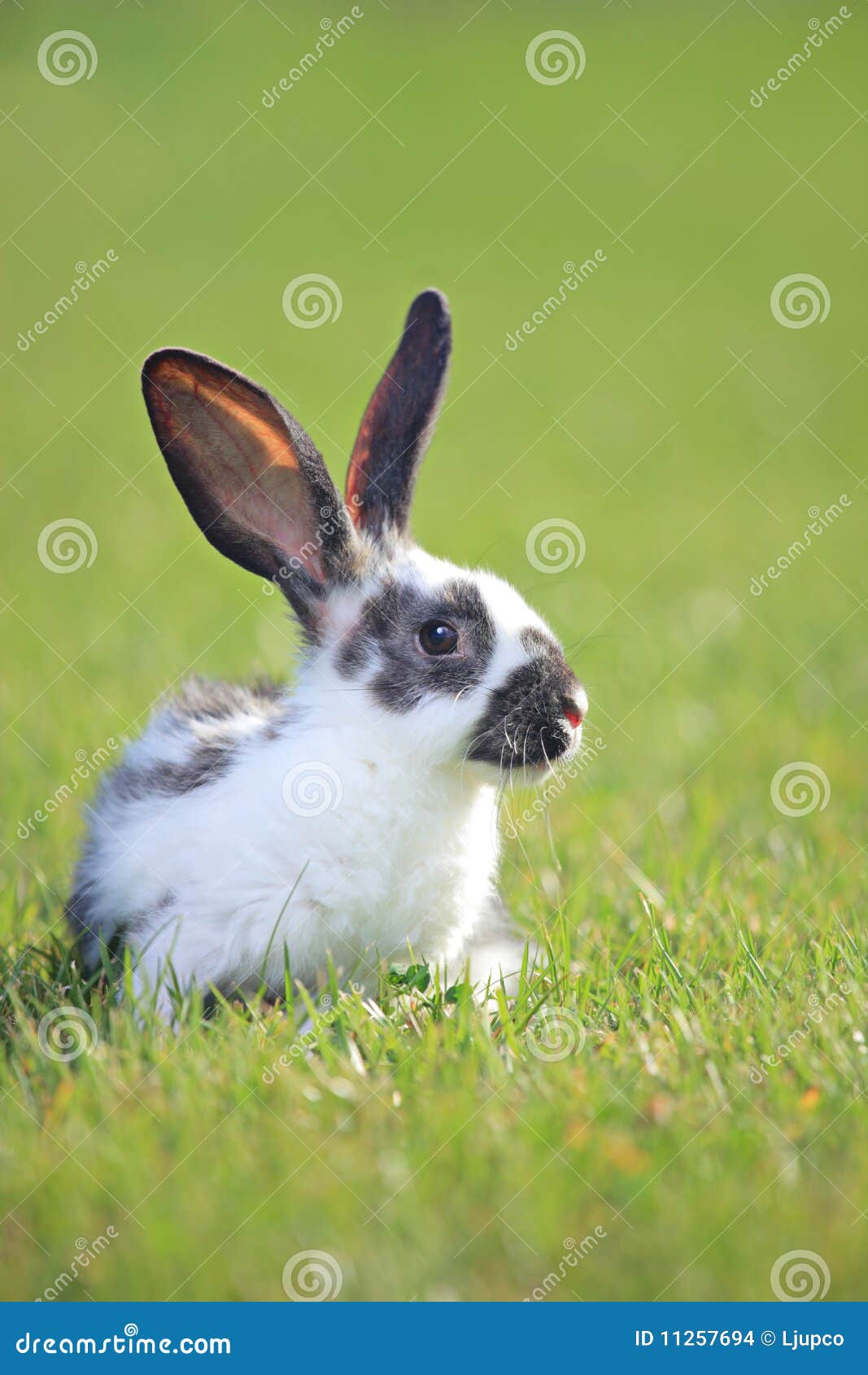 Rabbit on a green grass stock photo. Image of outdoor - 11257694