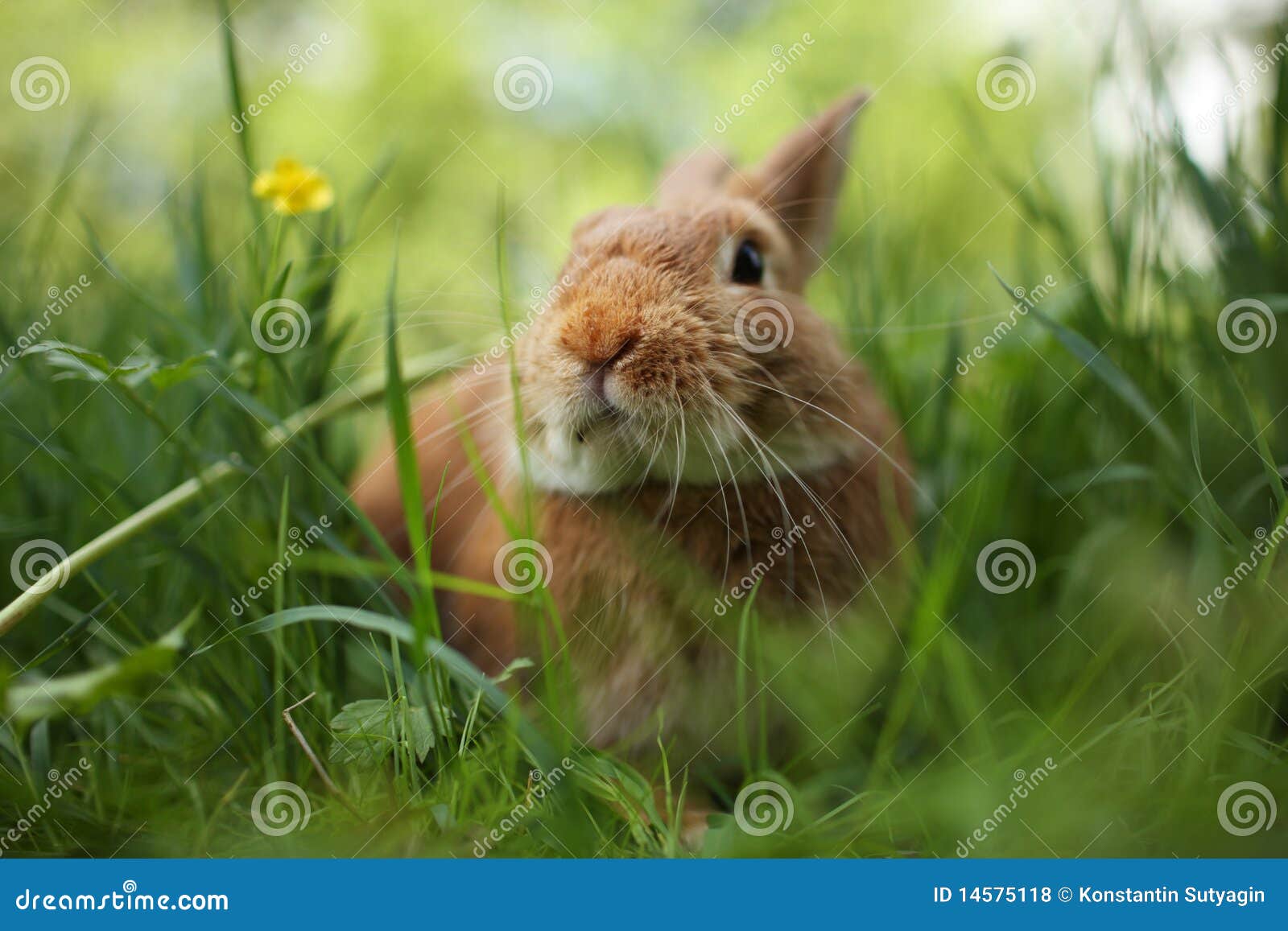Rabbit in green grass stock photo. Image of background - 14575118