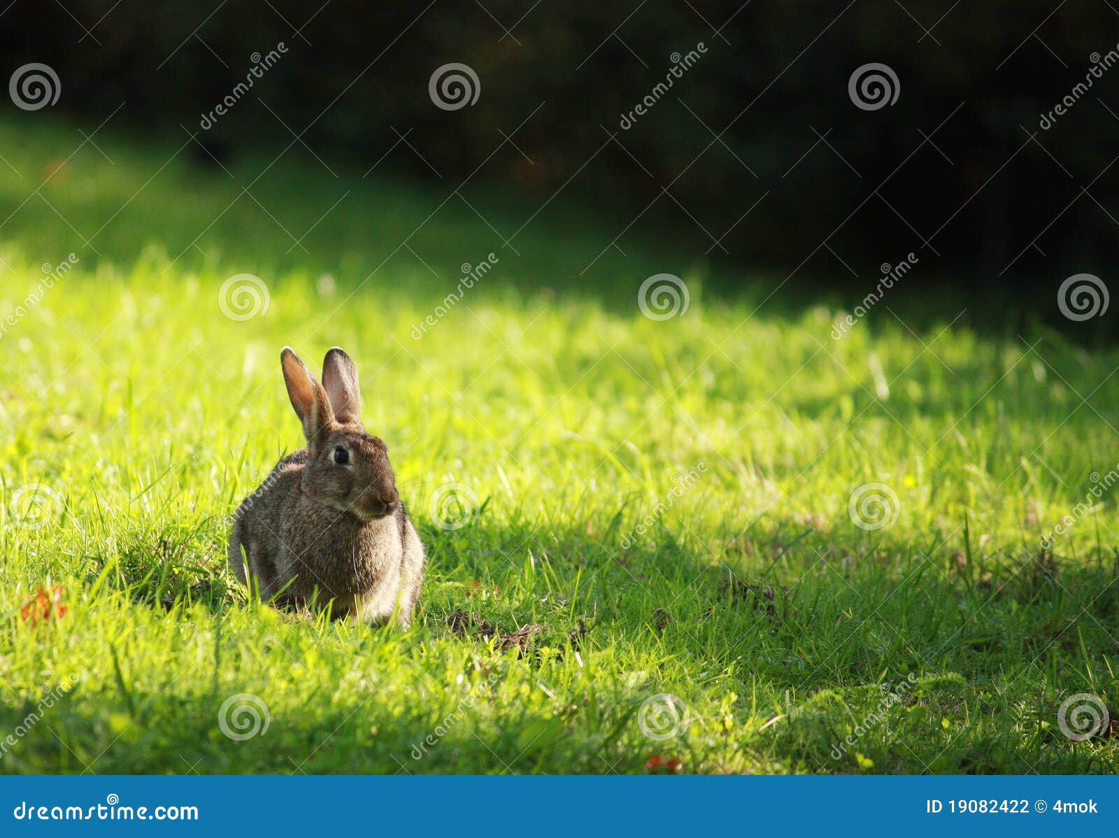 Rabbit on the Green Grass stock photo. Image of countryside - 19082422