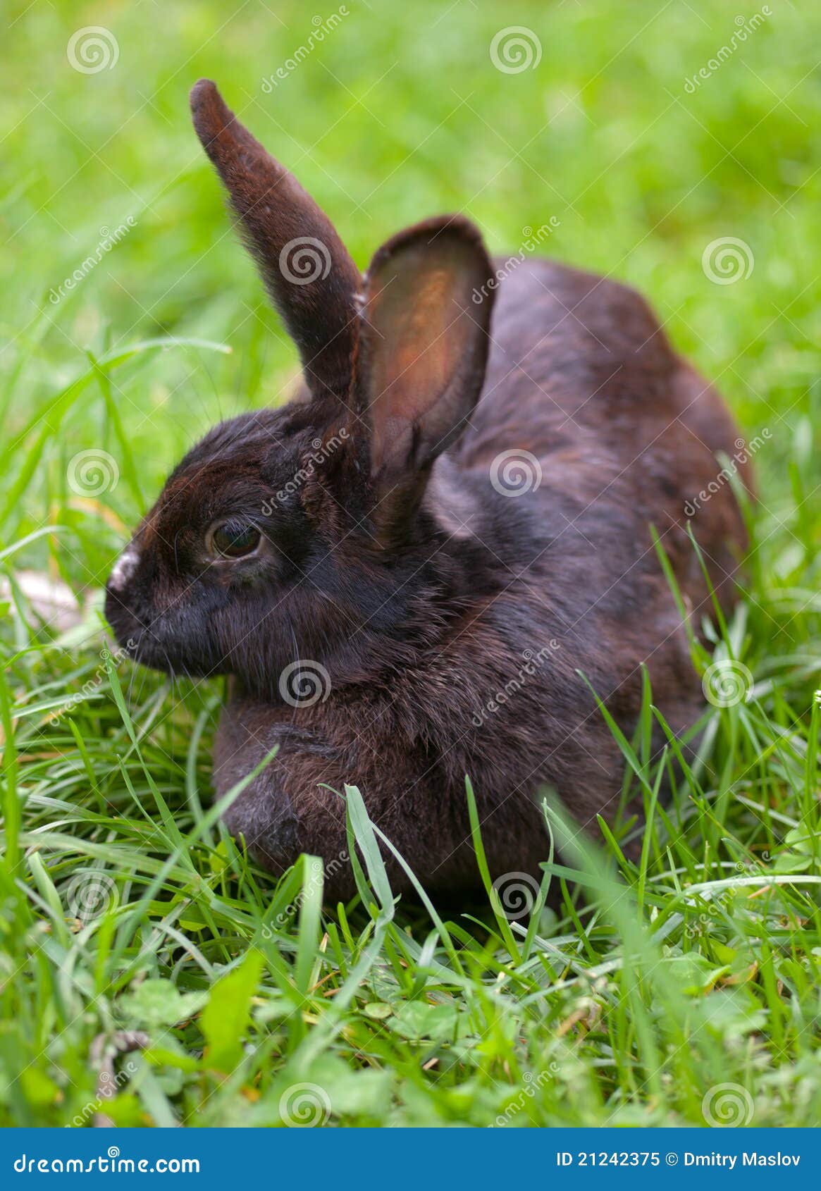 Rabbit in a green grass stock image. Image of black, cute - 21242375