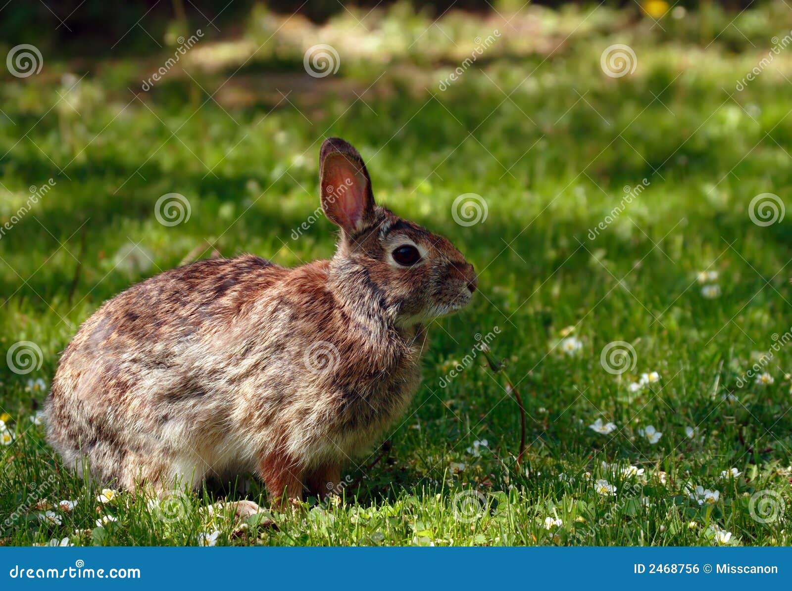 Rabbit in green grass stock photo. Image of detail, detailed - 2468756