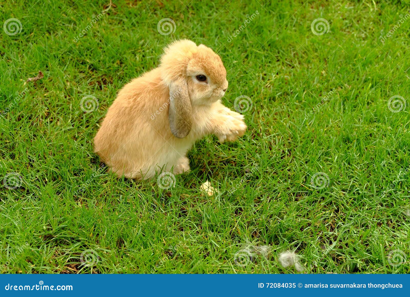 Rabbit in green stock image. Image of rabbit, nature - 72084035