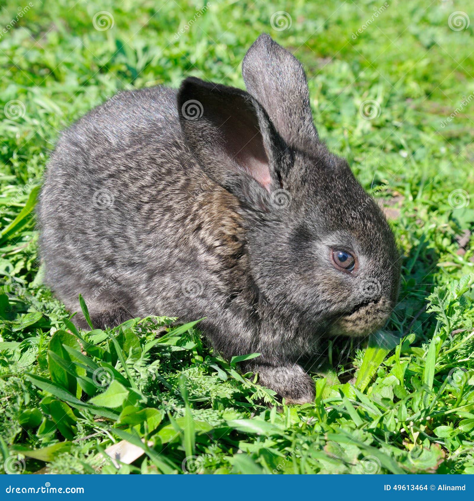 Rabbit On Green Grass Background Royalty-Free Stock Image ...