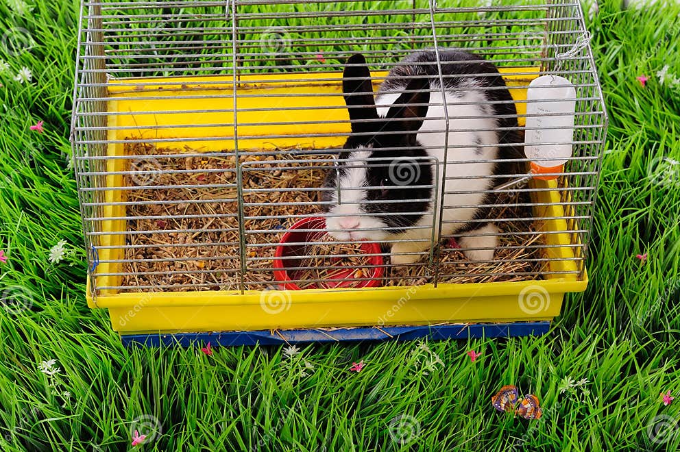 Rabbit on green grass stock photo. Image of domestic - 39259756