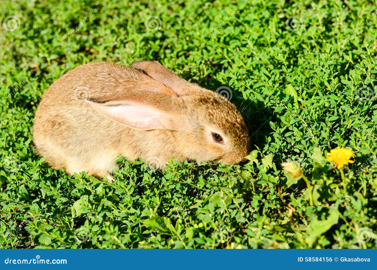 Rabbit on green grass stock photo. Image of food, farming - 58584156