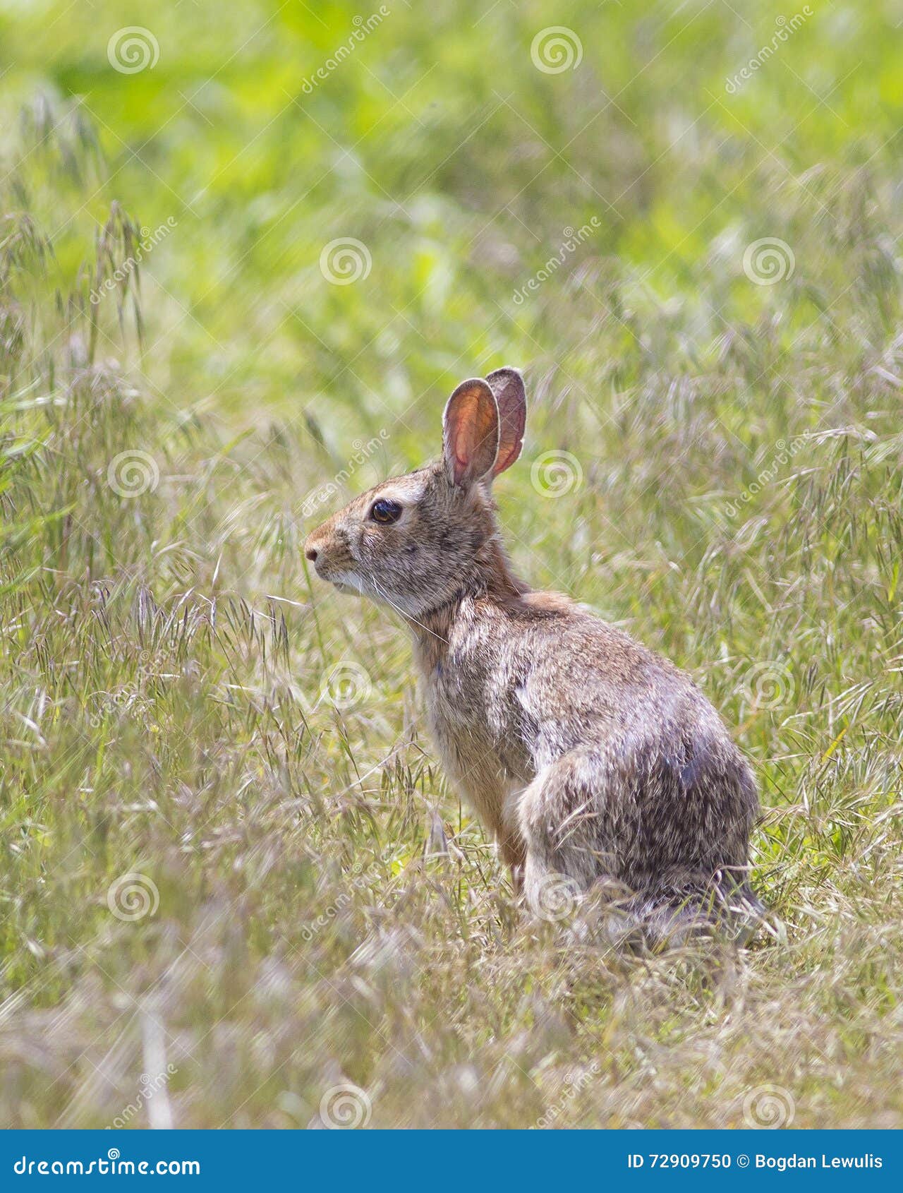 Rabbit stock photo. Image of close, cute, green, colorado - 72909750