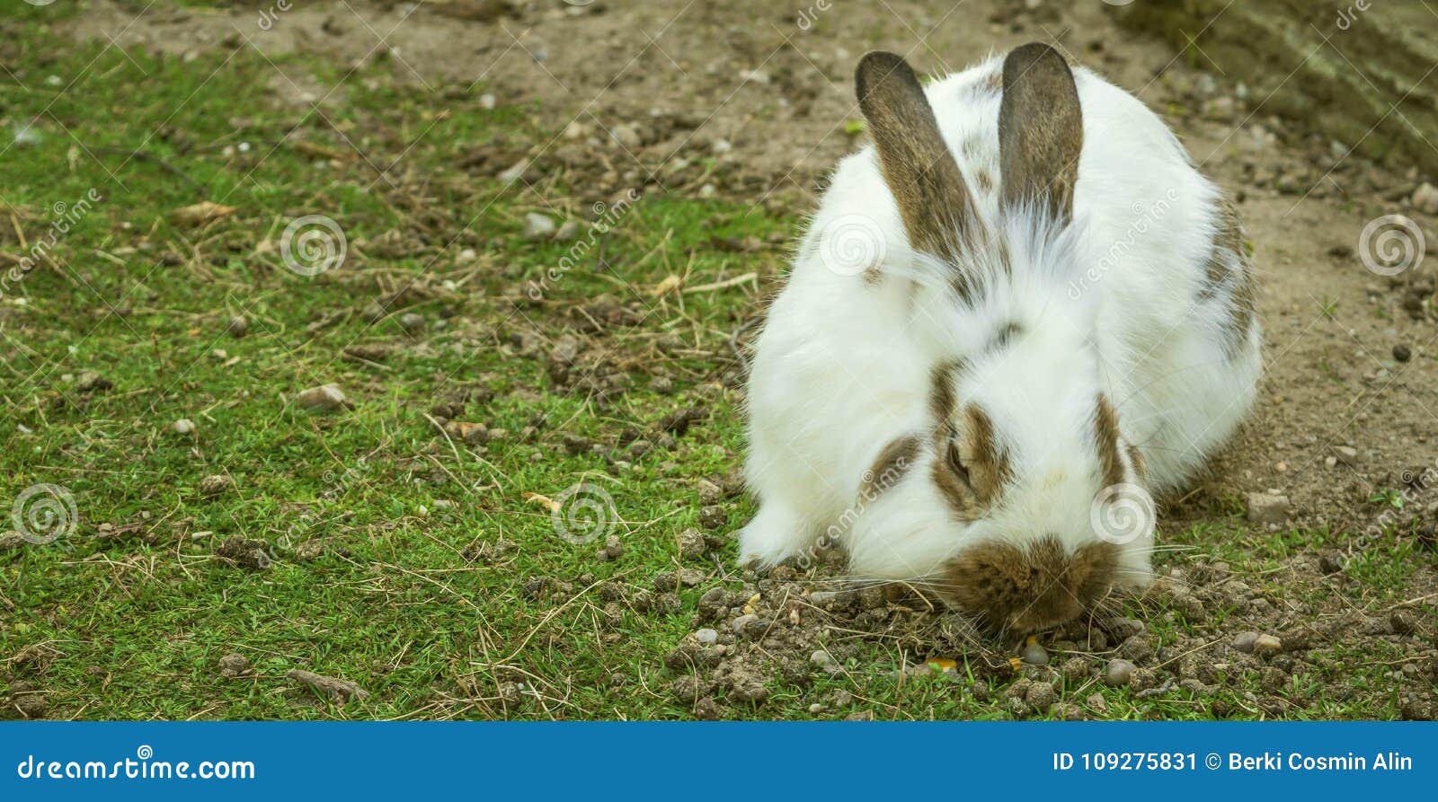 Rabbit in green grass stock image. Image of grass, nature - 109275831
