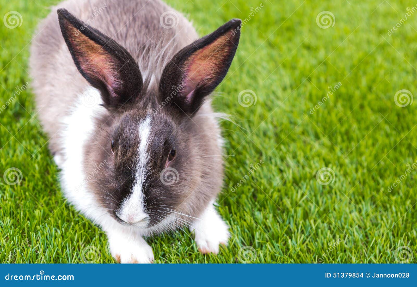 Rabbit in green grass stock photo. Image of garden, bunny - 51379854