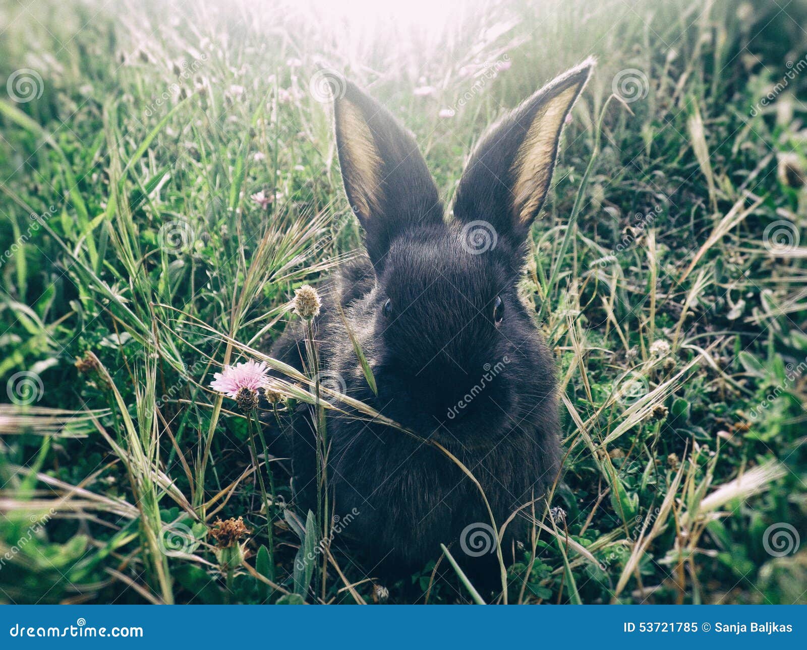 Rabbit in green grass. stock image. Image of nice, beautiful - 53721785