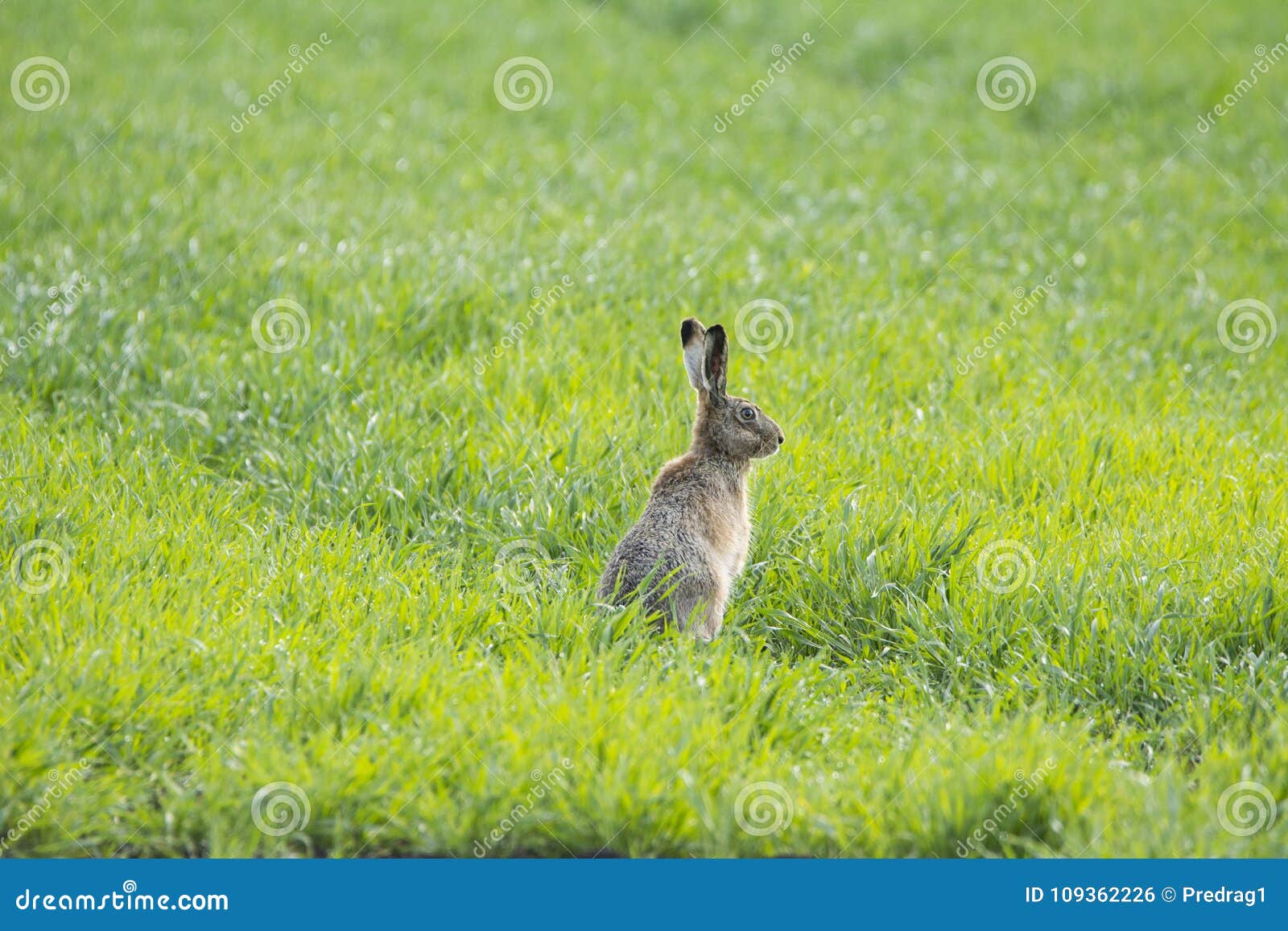 Rabbit on green grass stock photo. Image of farm, hunting - 109362226
