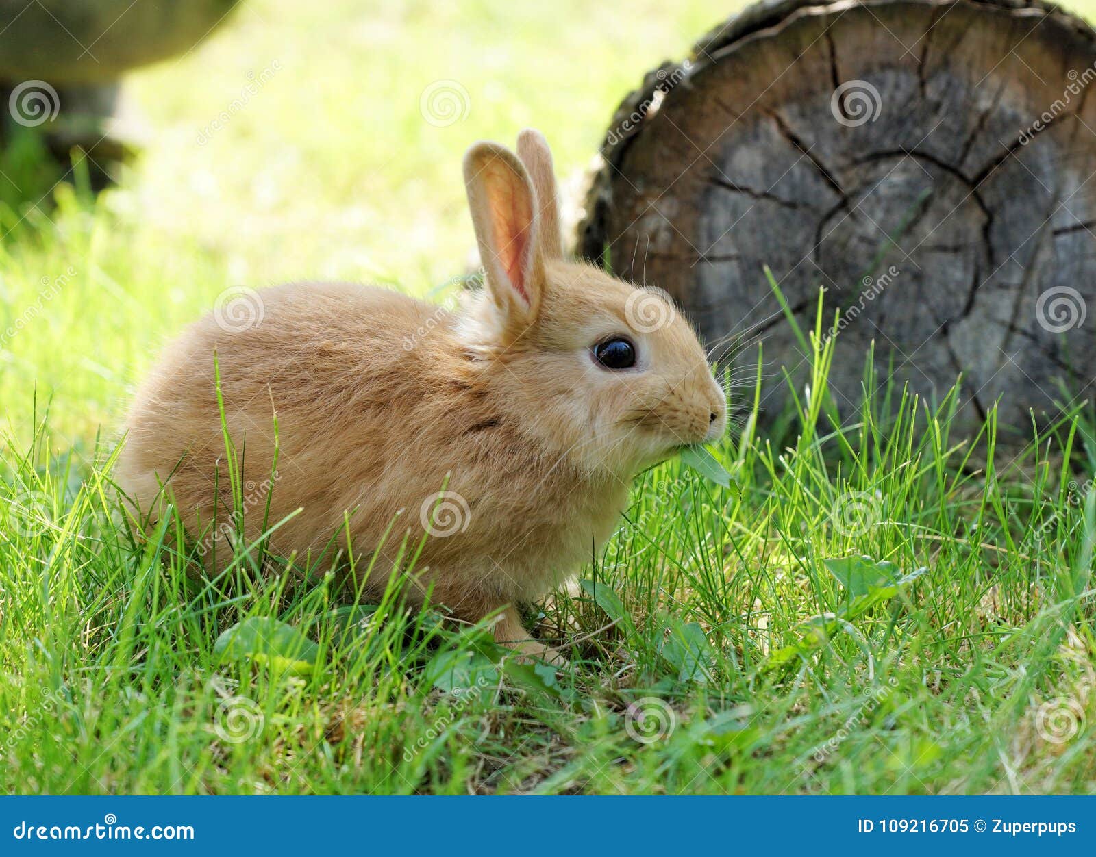 Rabbit on green grass stock image. Image of lawn, domestic - 109216705
