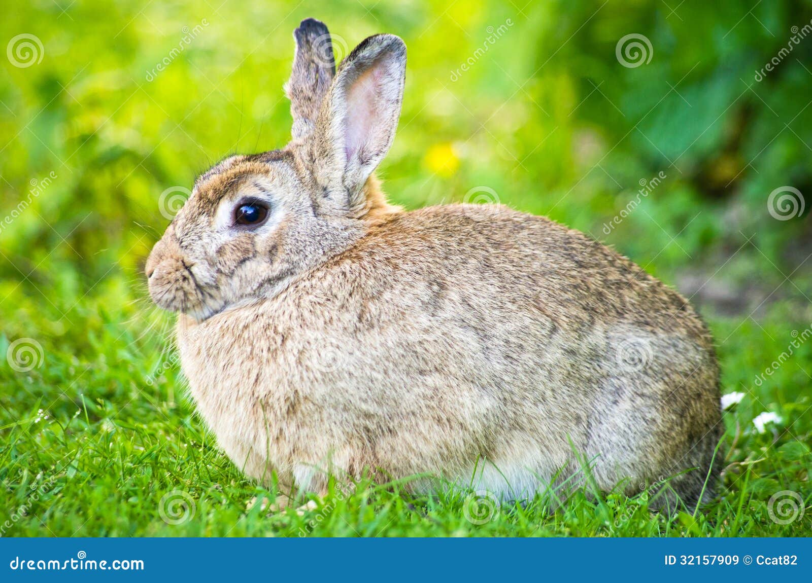 Rabbit on green lawn stock image. Image of nature, hare - 32157909