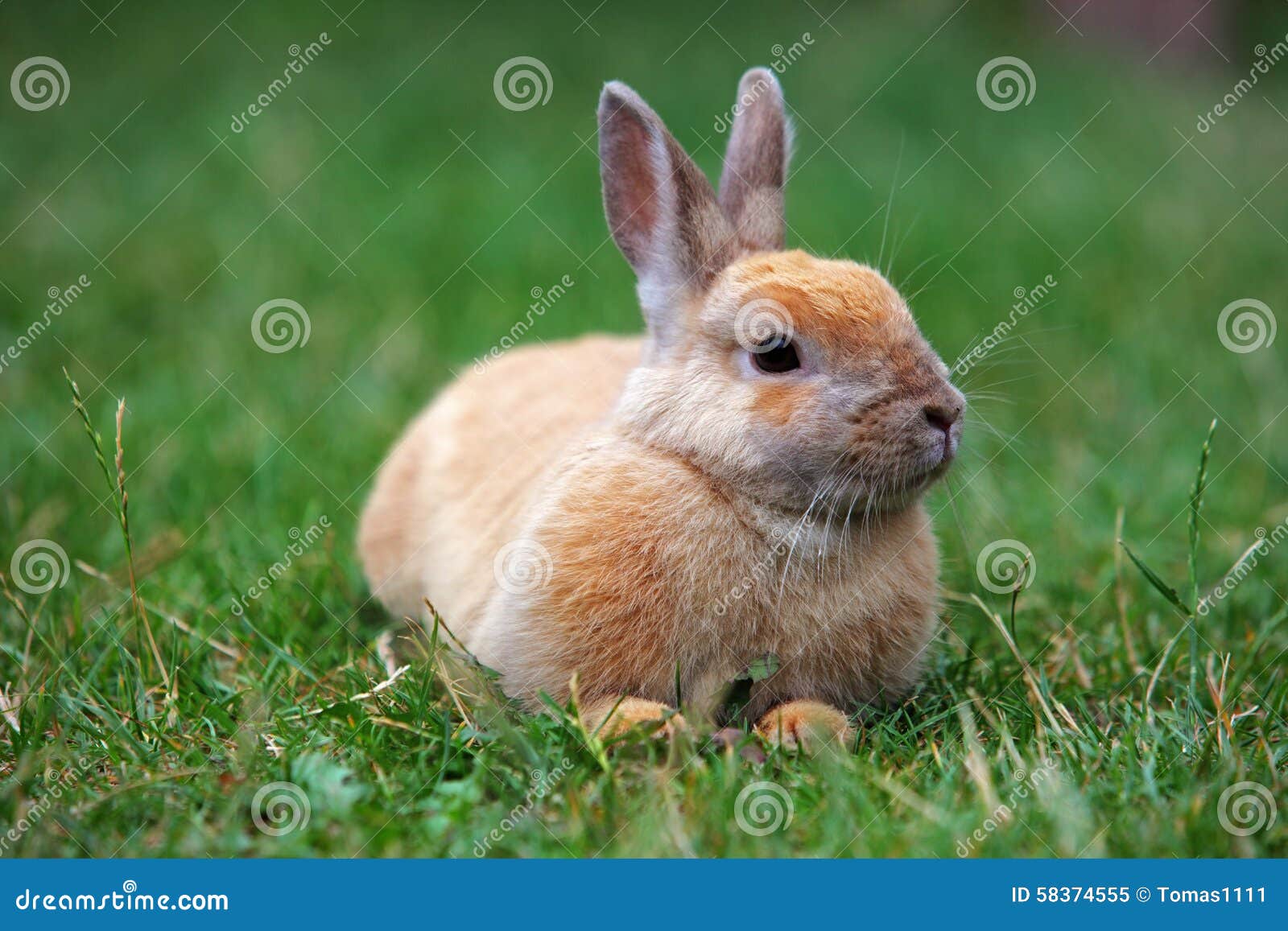 Rabbit on Green Nature, Outdoor Stock Image - Image of happy, grass ...