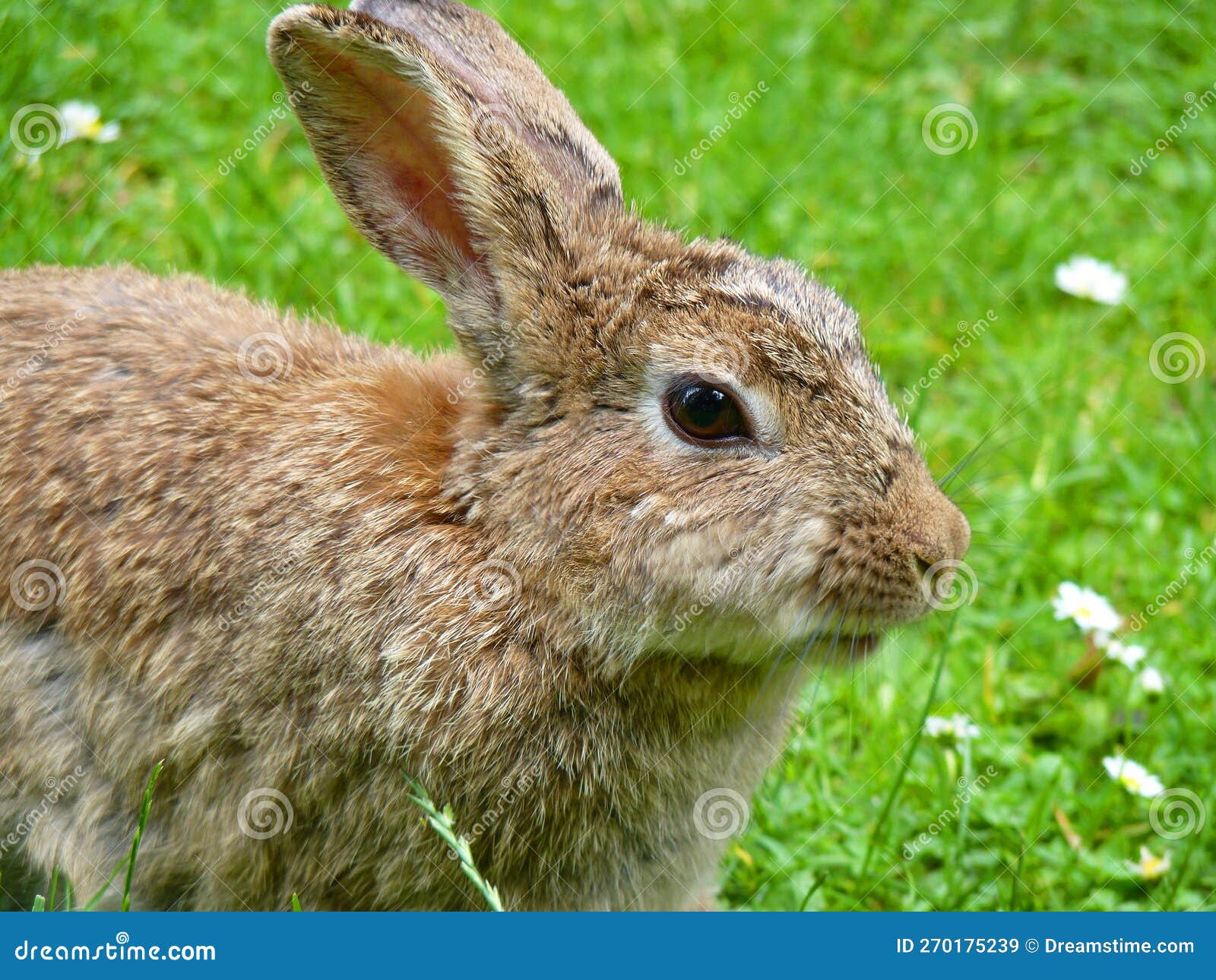 A rabbit on a greenfield. stock image. Image of fertility - 270175239
