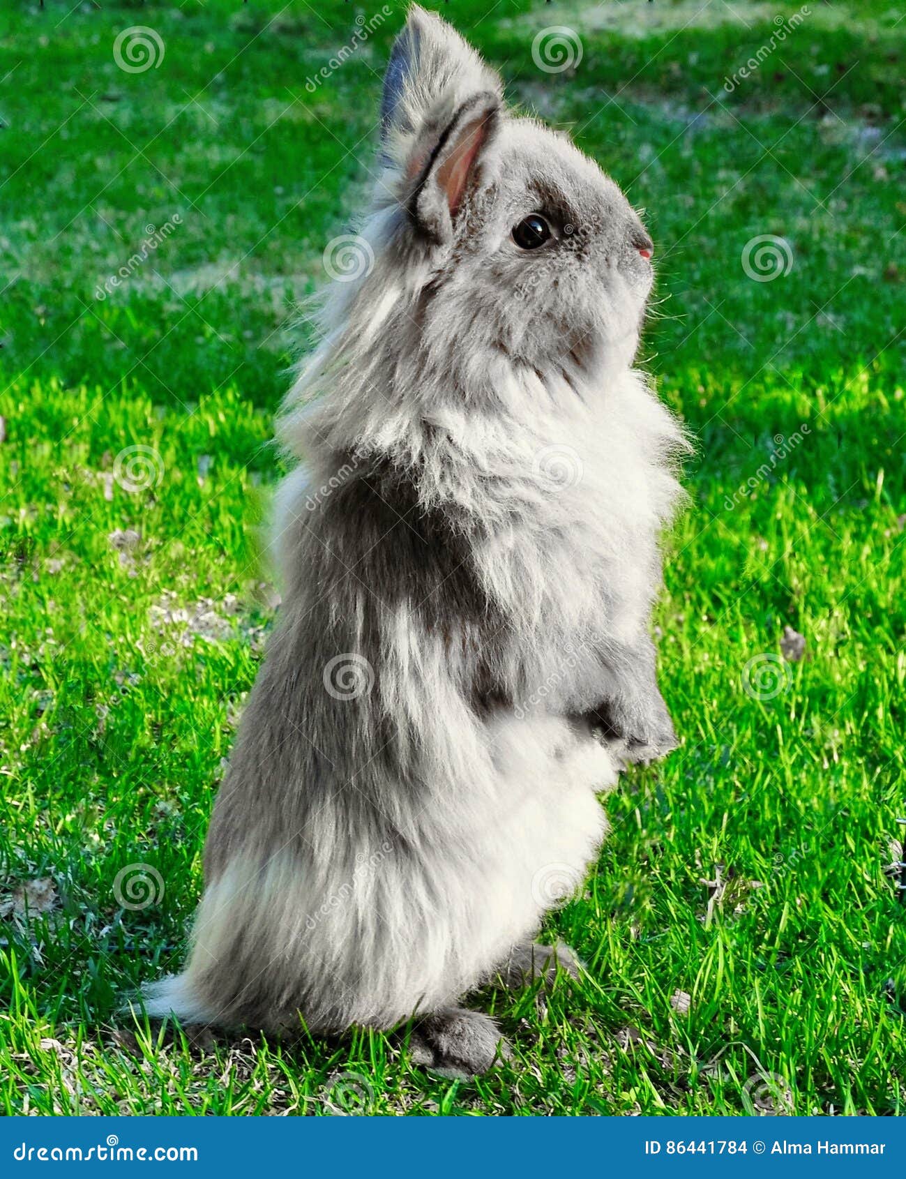 Rabbit stock photo. Image of summer, standing, green - 86441784