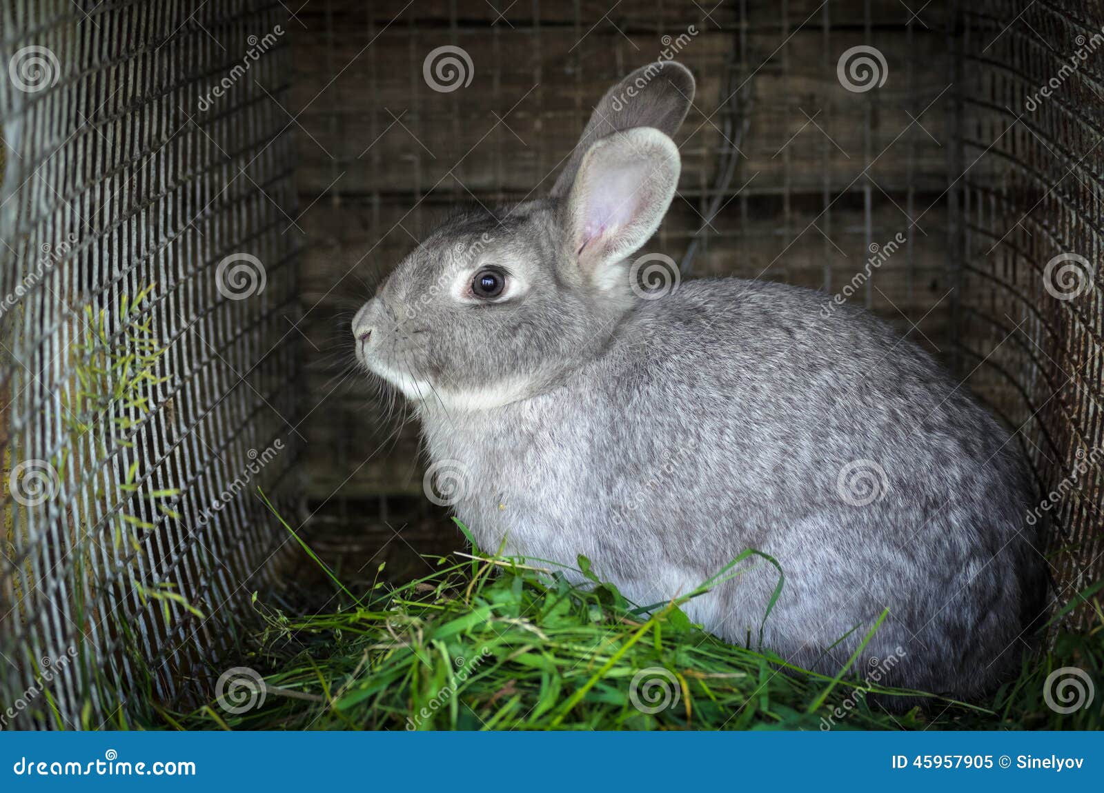 Rabbit of grey color stock image. Image of green, mammal - 45957905