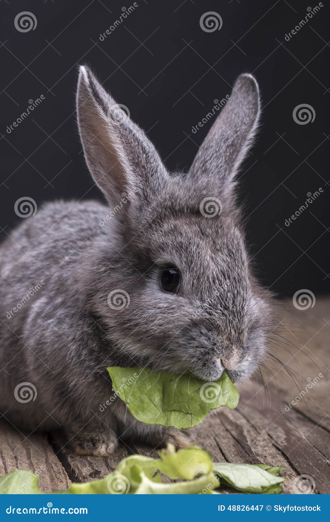 Rabbit stock image. Image of feed, small, nature, domestic - 48826447