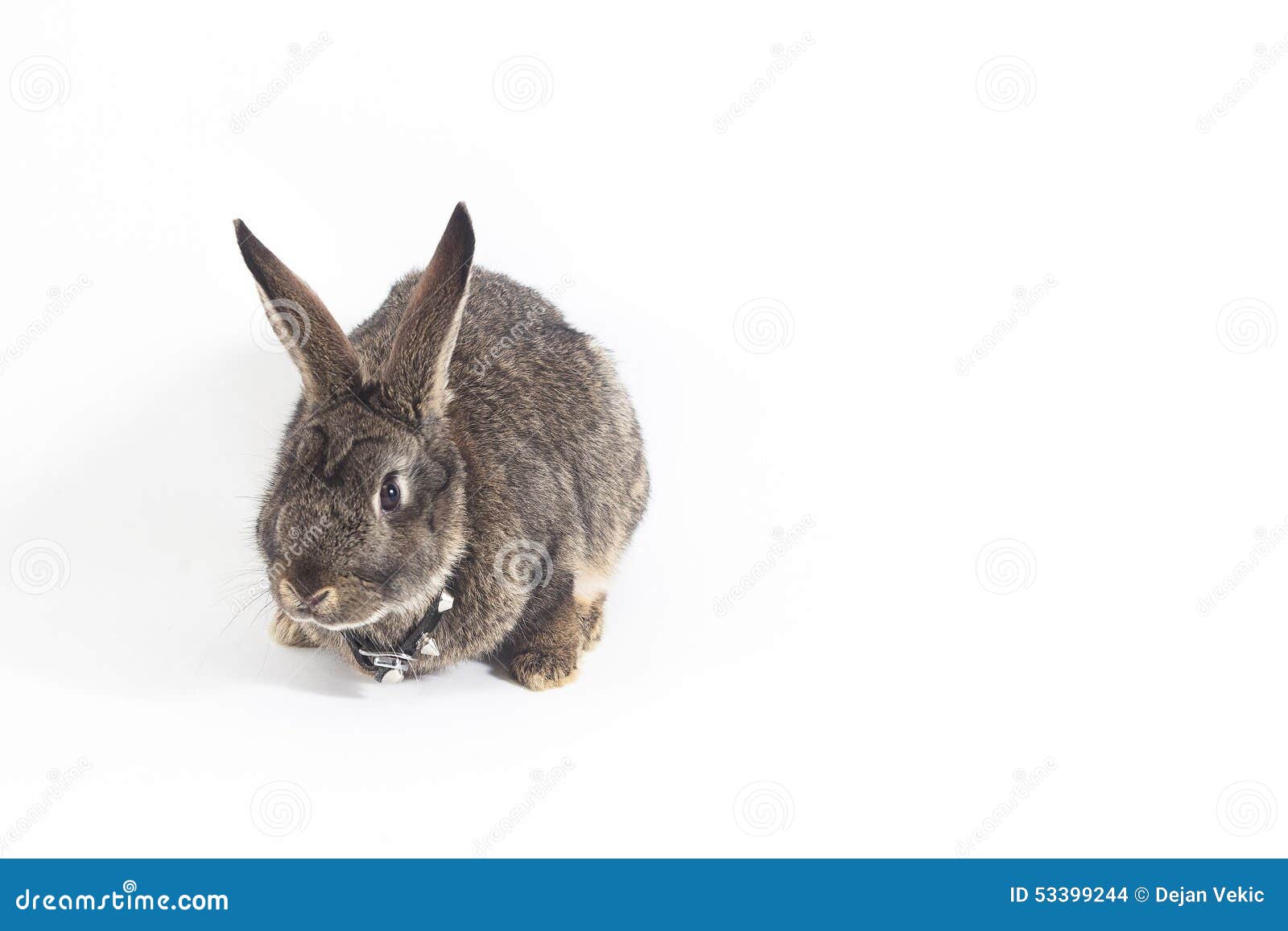 Meet The Rabbit Stock Photo | CartoonDealer.com #39864768