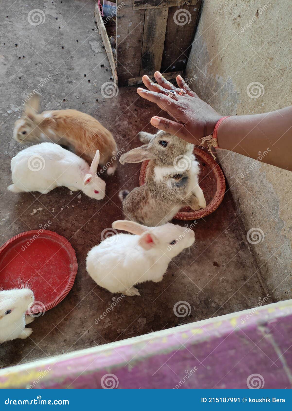 Rabbit on the ground stock image. Image of kitten, rodent - 215187991