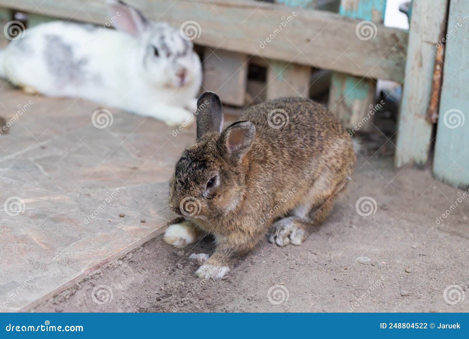 Rabbit on the Ground. Home Decorative Rabbit Outdoors Stock Photo ...