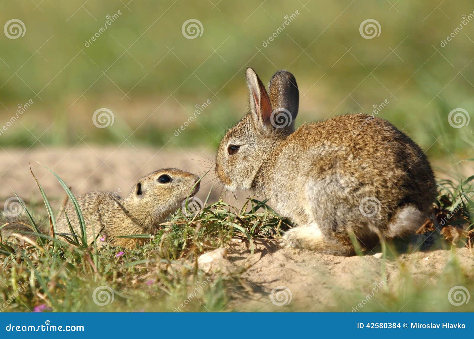 Rabbit and ground squirrel stock photo. Image of nature - 42580384
