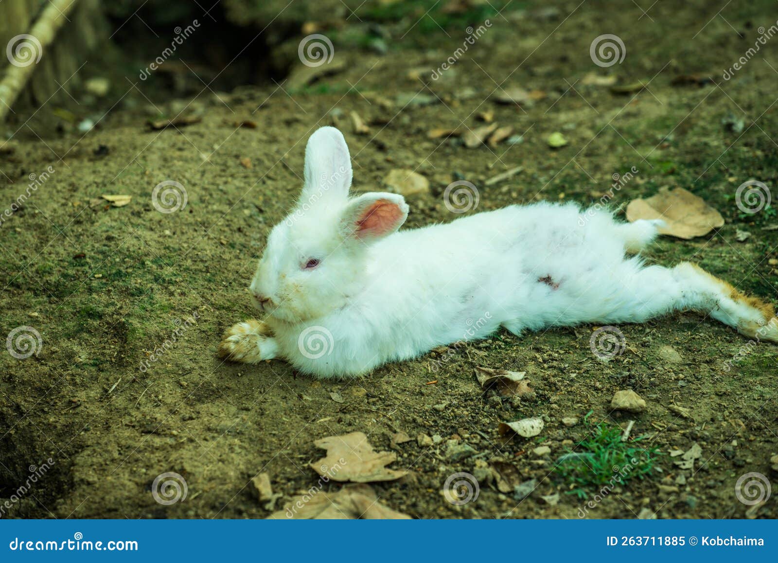White rabbit on ground stock image. Image of mammal - 263711885