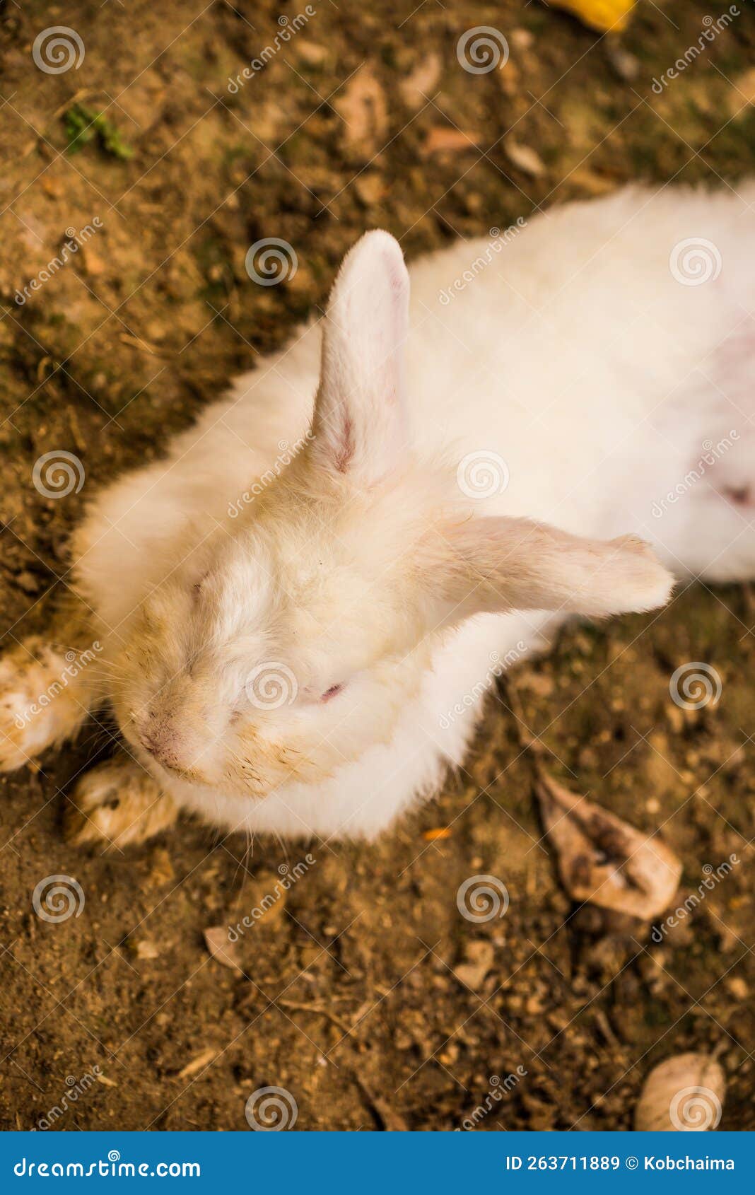 White rabbit on ground stock image. Image of white, yard - 263711889
