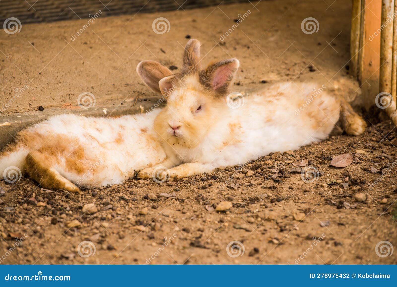 Rabbit on the ground stock photo. Image of nature, thailand - 278975432