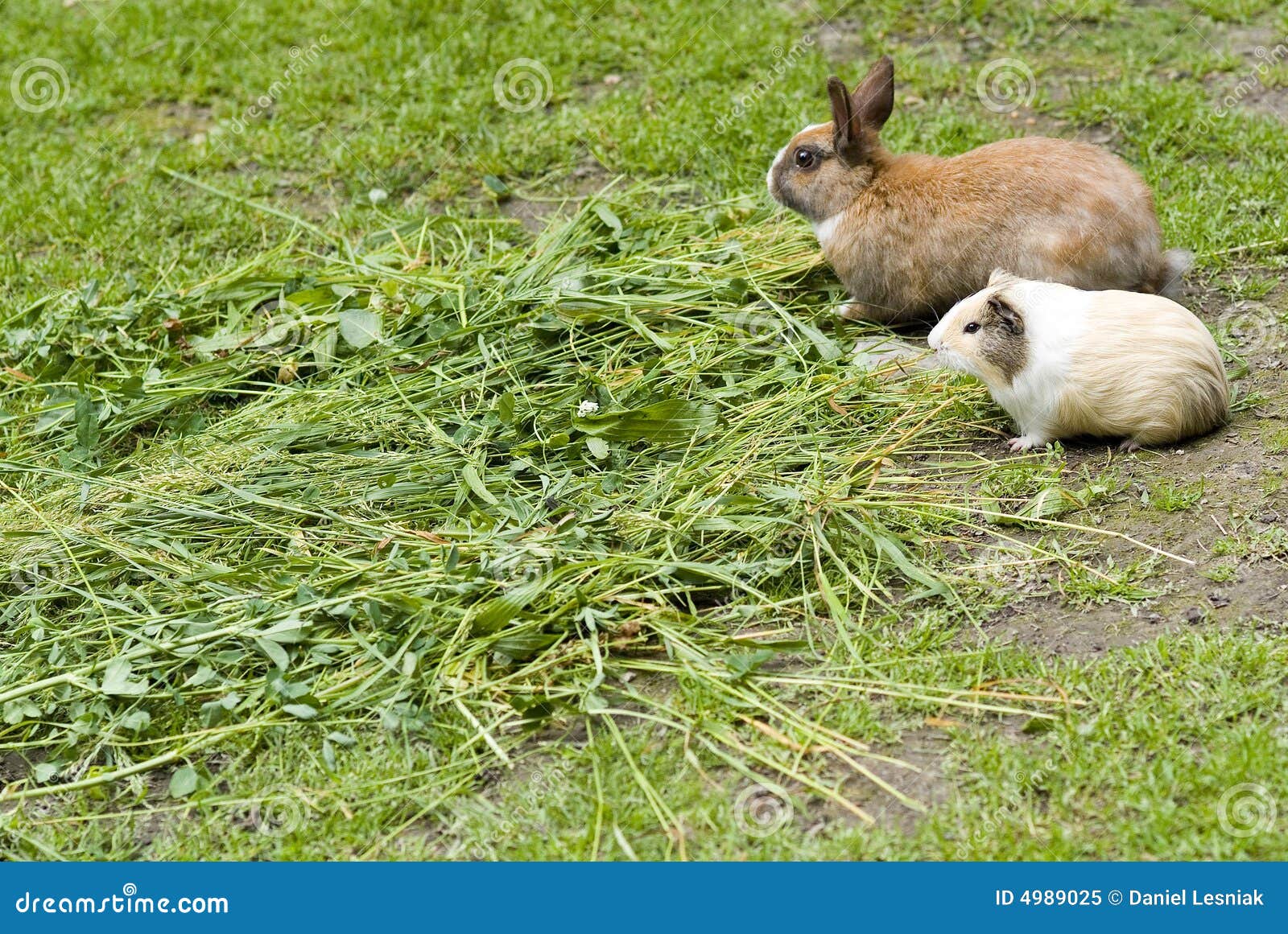 Rabbit and guinea pig stock image. Image of meal, grass - 4989025
