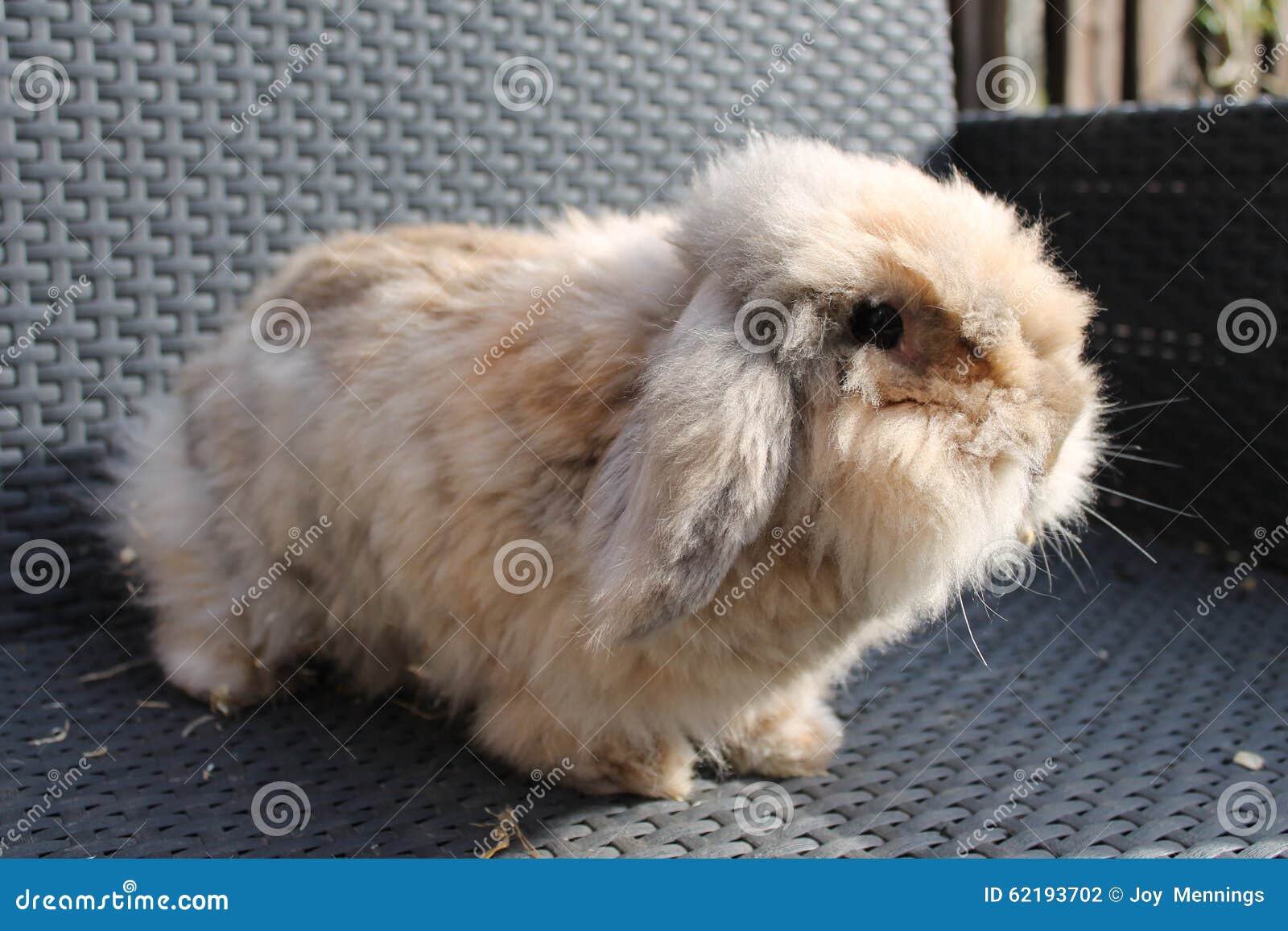 Teddy Widder Stock Photos - Free & Royalty-Free Stock Photos from ...