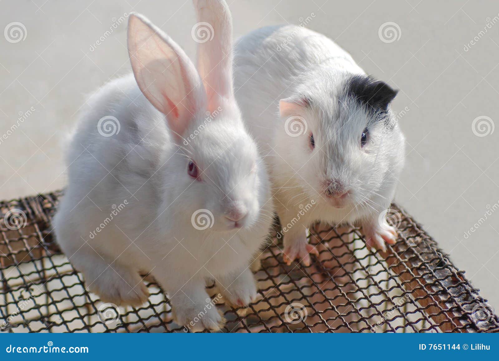 Rabbit and hamster stock photo. Image of mammal, nature - 7651144