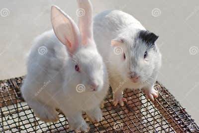 Rabbit and hamster stock photo. Image of mammal, nature - 7651144