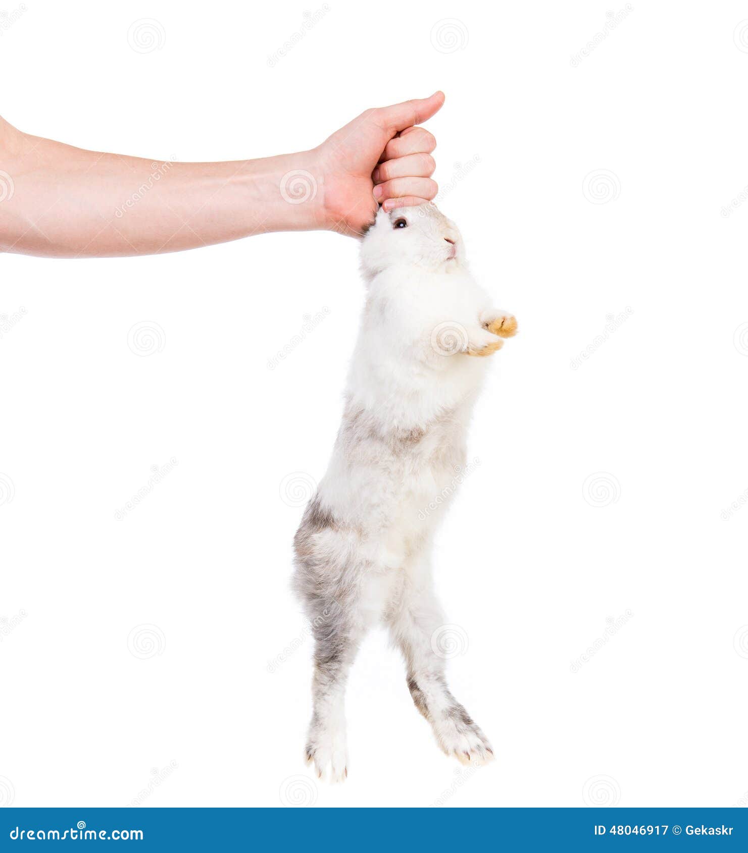 Rabbit in hand stock image. Image of white, hand, hold - 48046917