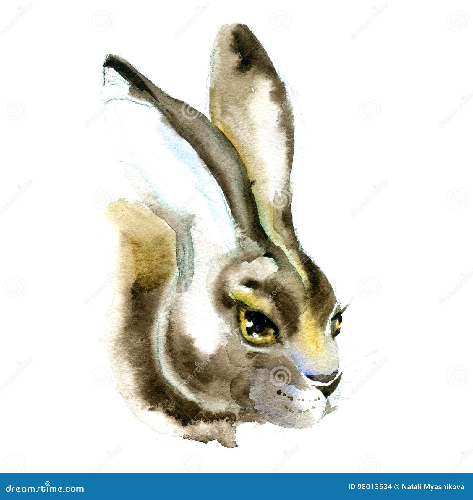 Rabbit Hand Painted Watercolor Illustration Isolated on White ...