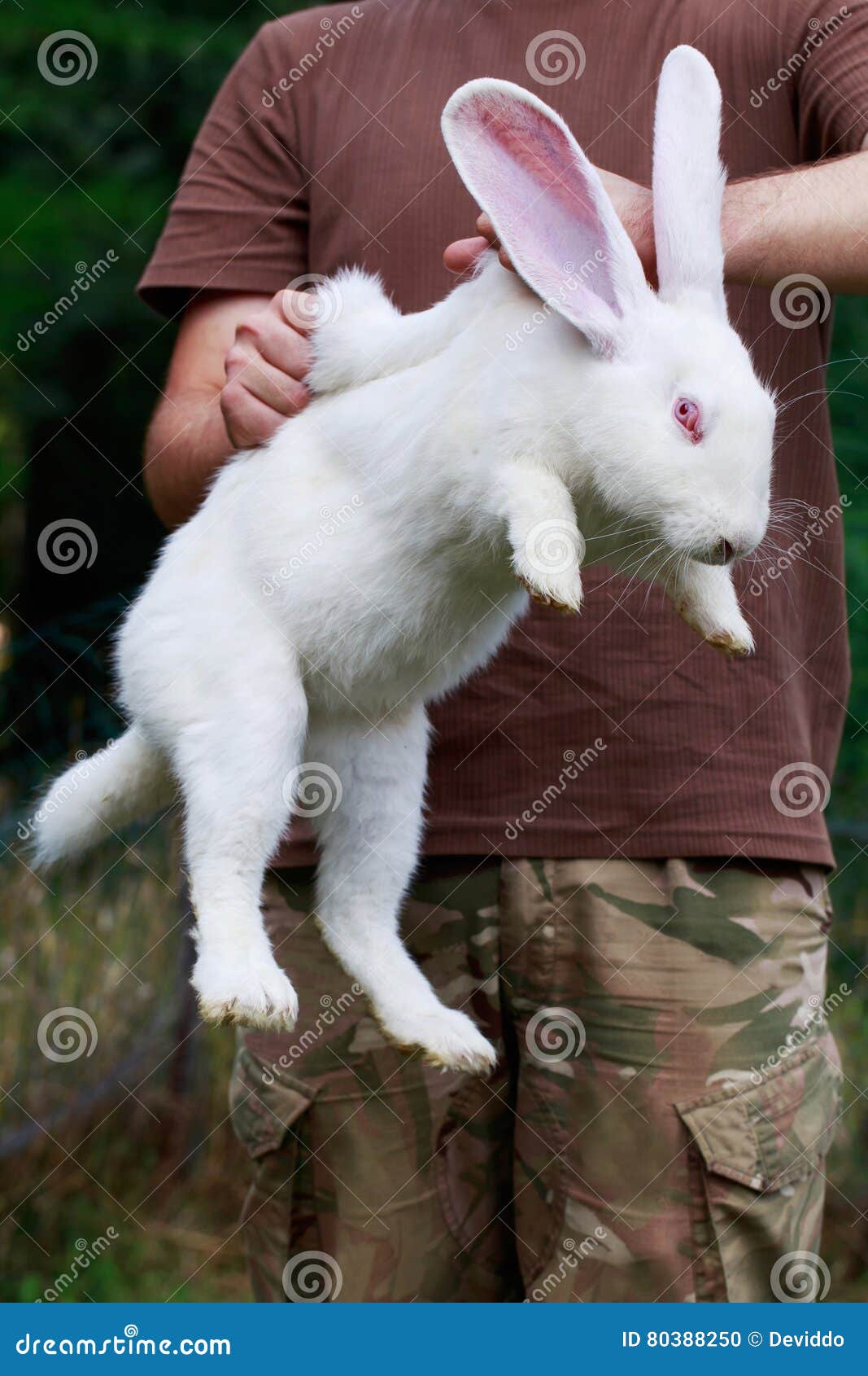 Rabbit in hands of man stock photo. Image of young, long - 80388250